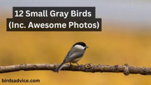 12 Small Gray Birds (Inc. Awesome Photos)