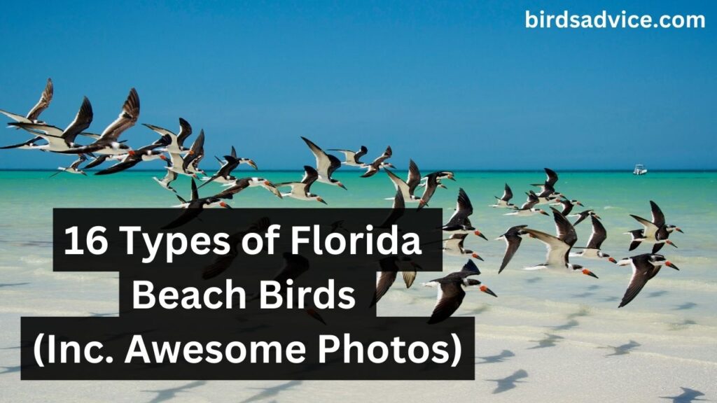 16 Types of Florida Beach Birds (Inc. Awesome Photos)