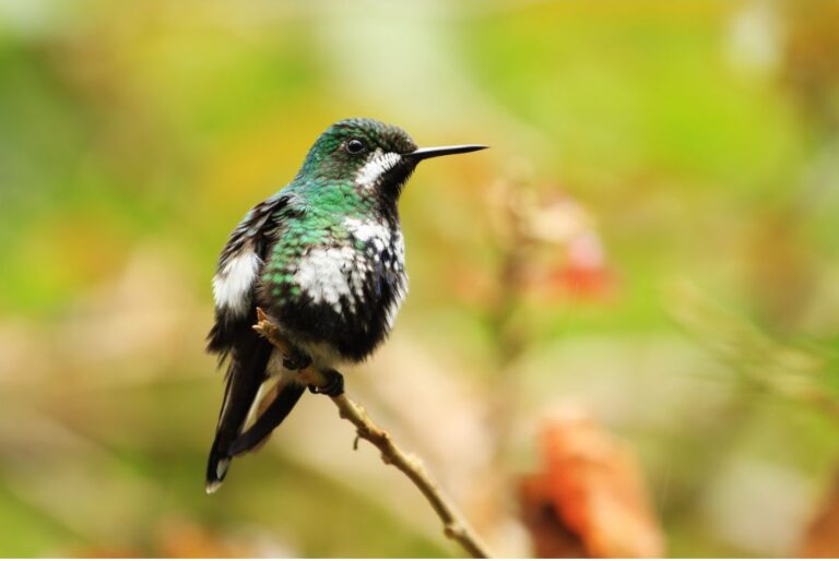 7 Species of Blue Hummingbirds in North America (Inc. Awesome Photos)