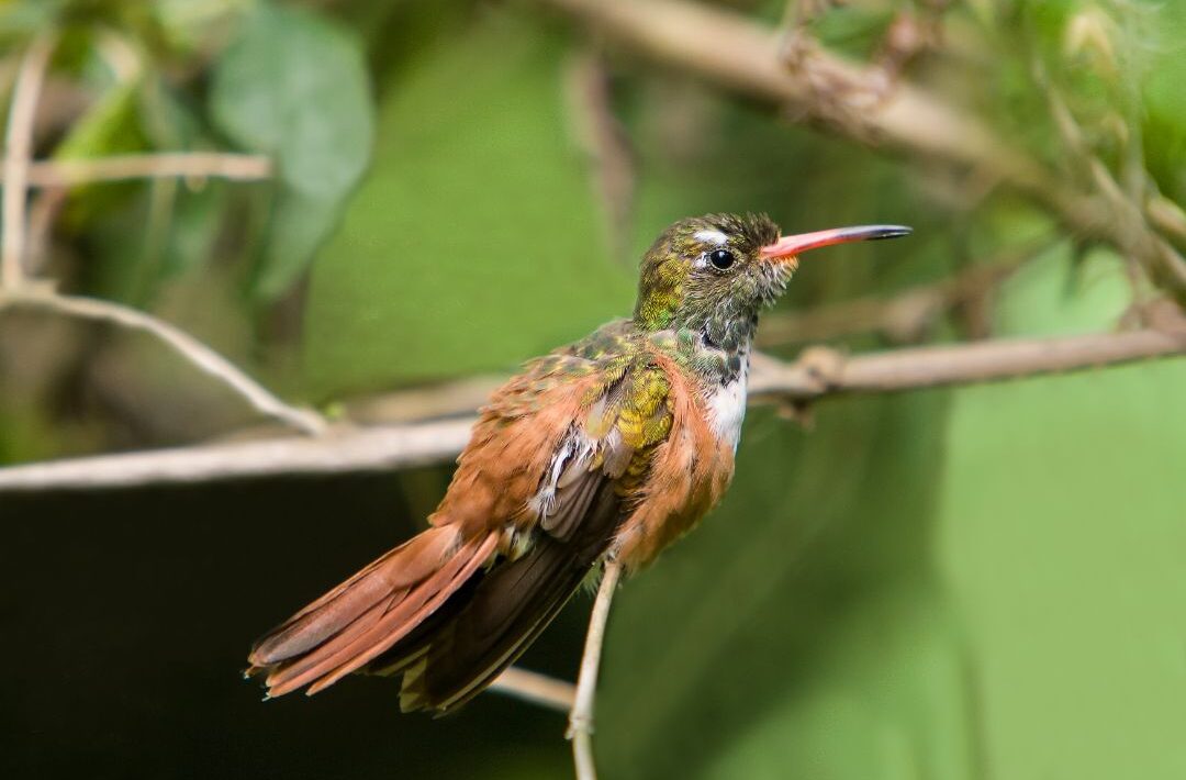 12 Species of Hummingbirds in Georgia (Inc. Awesome Photos)