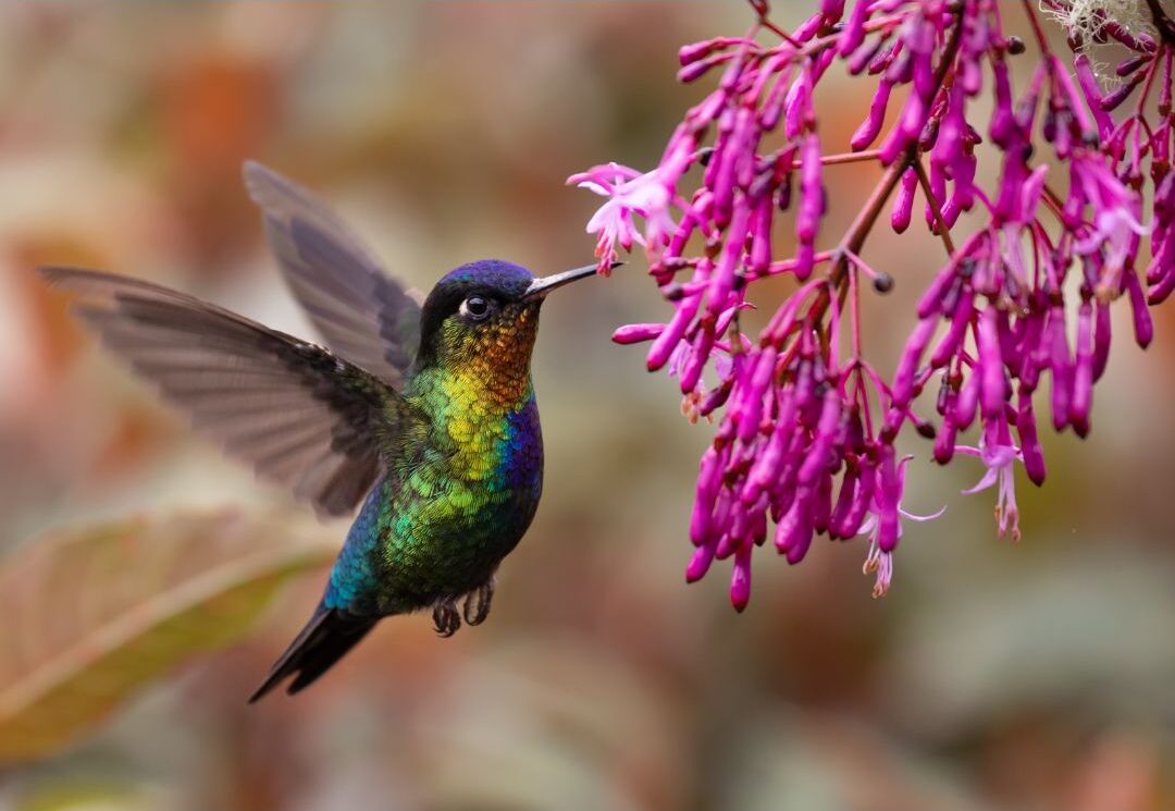 7 Species of Blue Hummingbirds in North America (Inc. Awesome Photos)