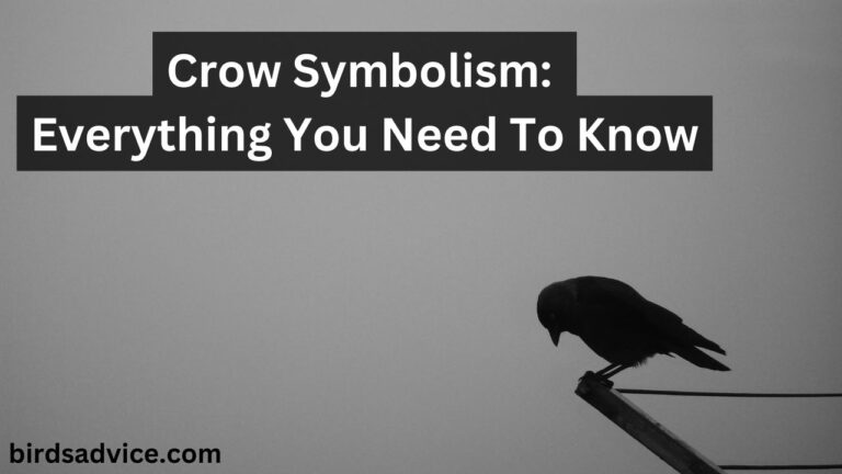Crow Symbolism: Everything You Need To Know