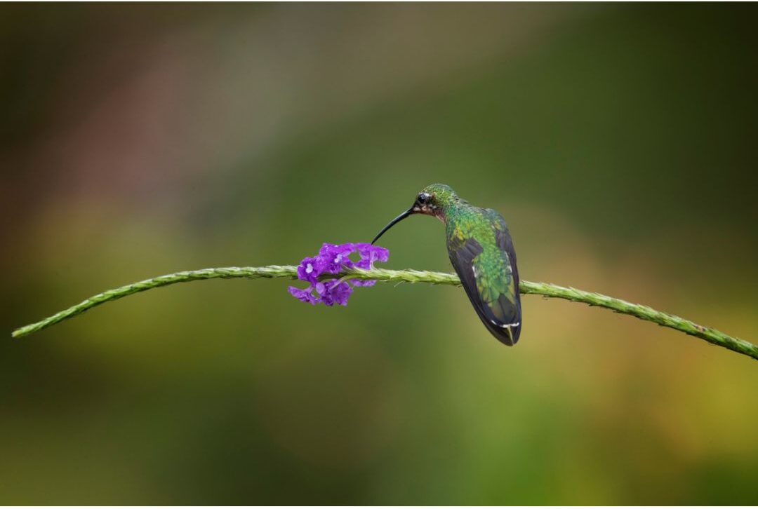7 Species of Blue Hummingbirds in North America (Inc. Awesome Photos)