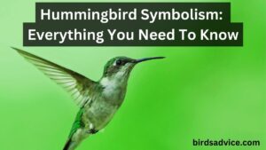 Hummingbird Symbolism: Everything You Need To Know