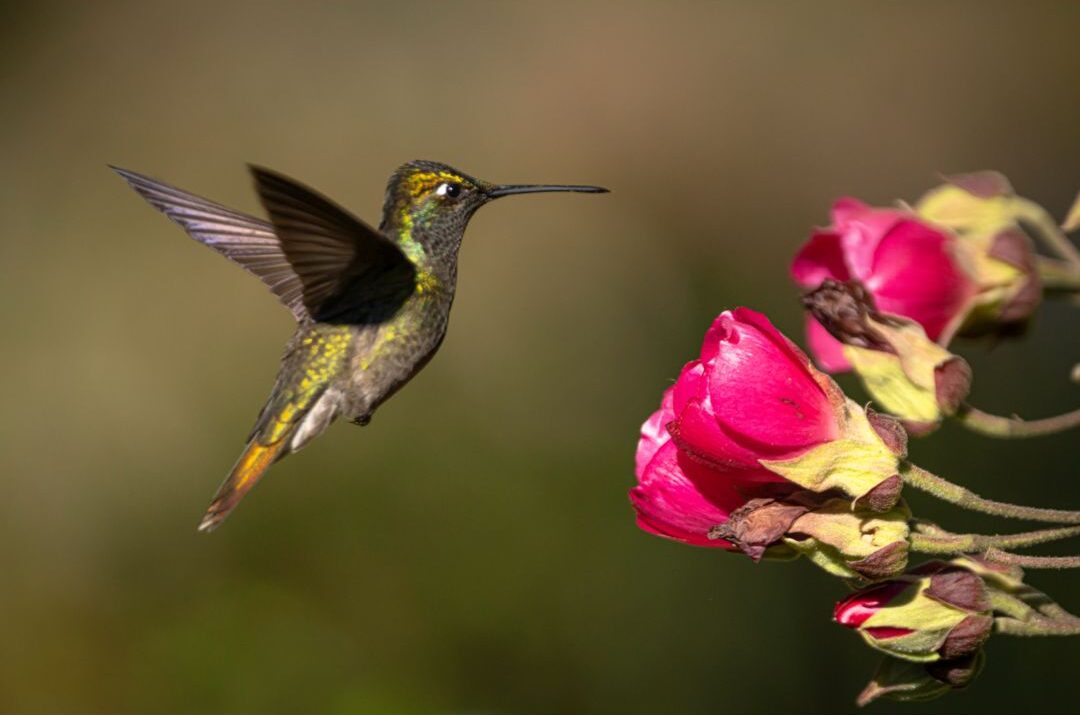 12 Species of Hummingbirds in Georgia (Inc. Awesome Photos)