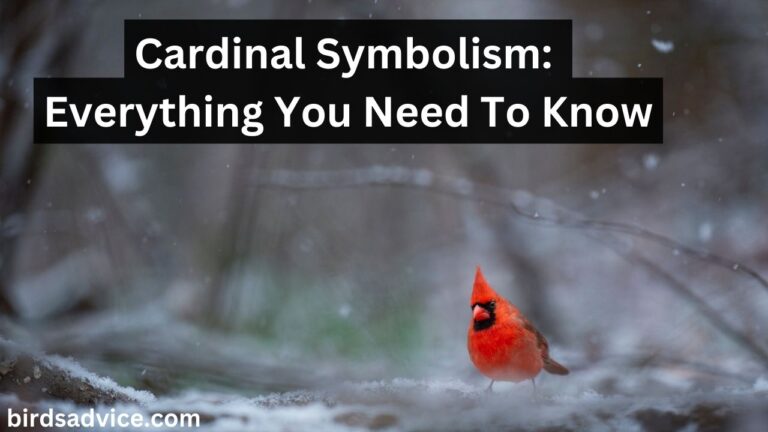 Cardinal Symbolism: Everything You Need To Know