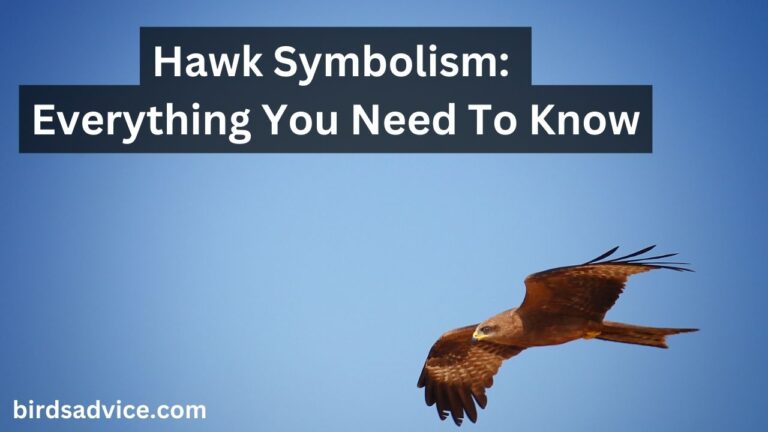 Hawk Symbolism: Everything You Need To Know