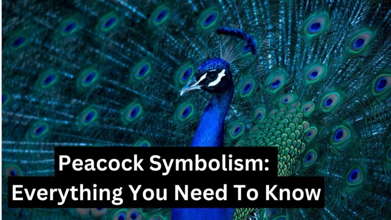 Peacock Symbolism: Everything You Need To Know - Birds Advice