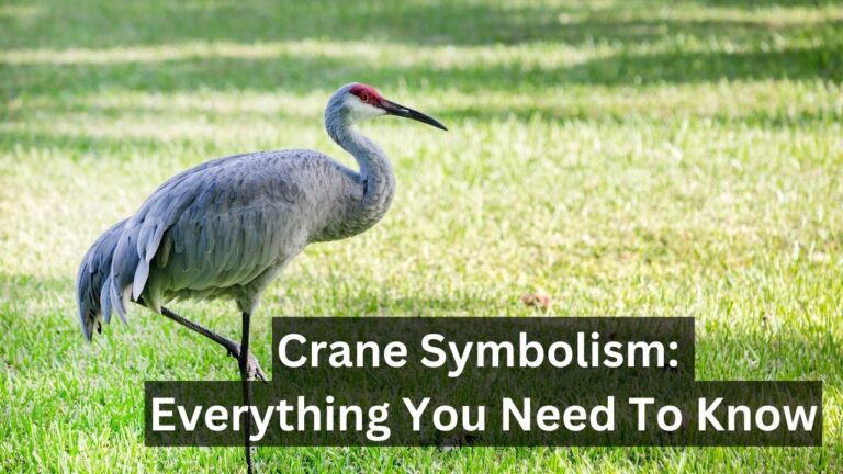 Crane Symbolism: Everything You Need To Know