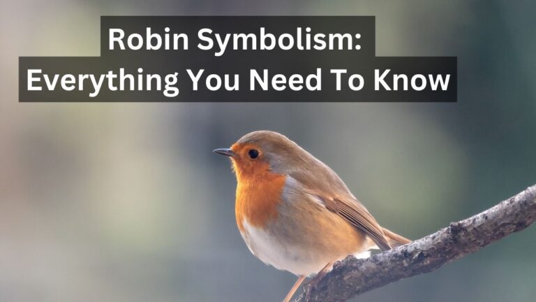 Robin Symbolism: Everything You Need To Know