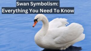 Swan Symbolism: Everything You Need To Know - Birds Advice