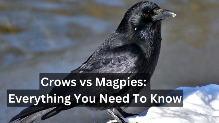 Crows vs Magpies: Everything You Need To Know - Birds Advice