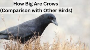 How Big Are Crows (Comparison with Other Birds)