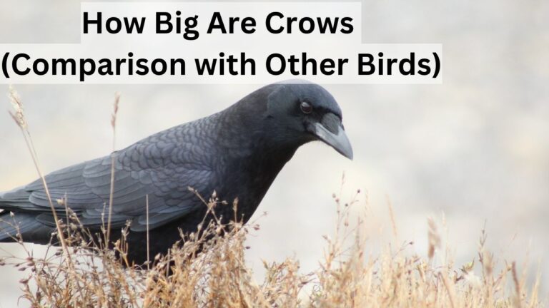 How Big Are Crows (Comparison with Other Birds)