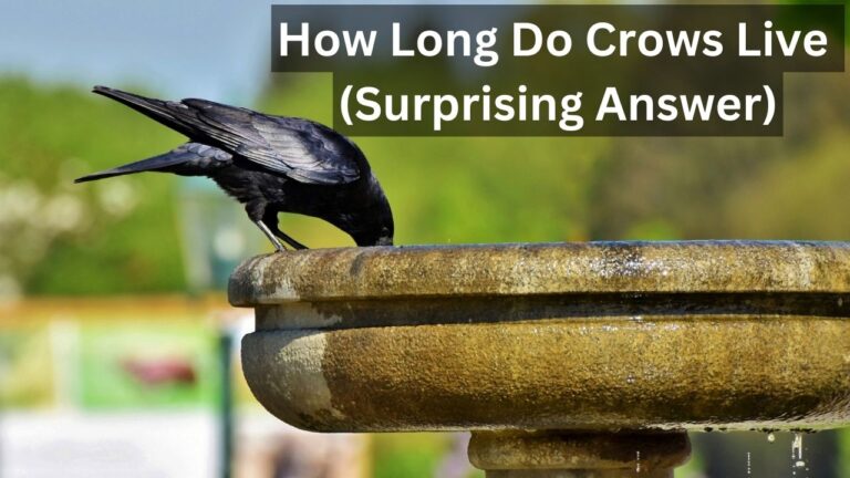 How Long Do Crows Live (Surprising Answer)