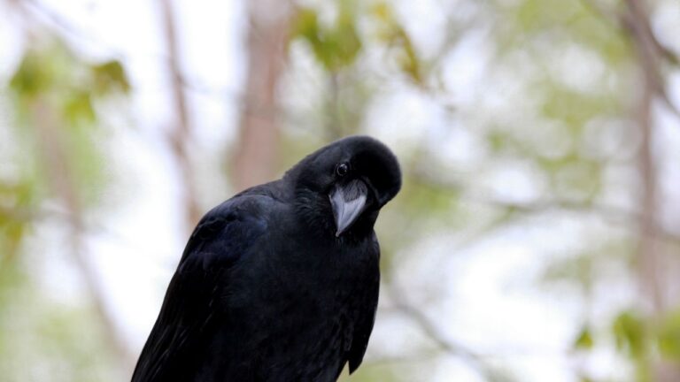 How Big Are Crows (Comparison with Other Birds)