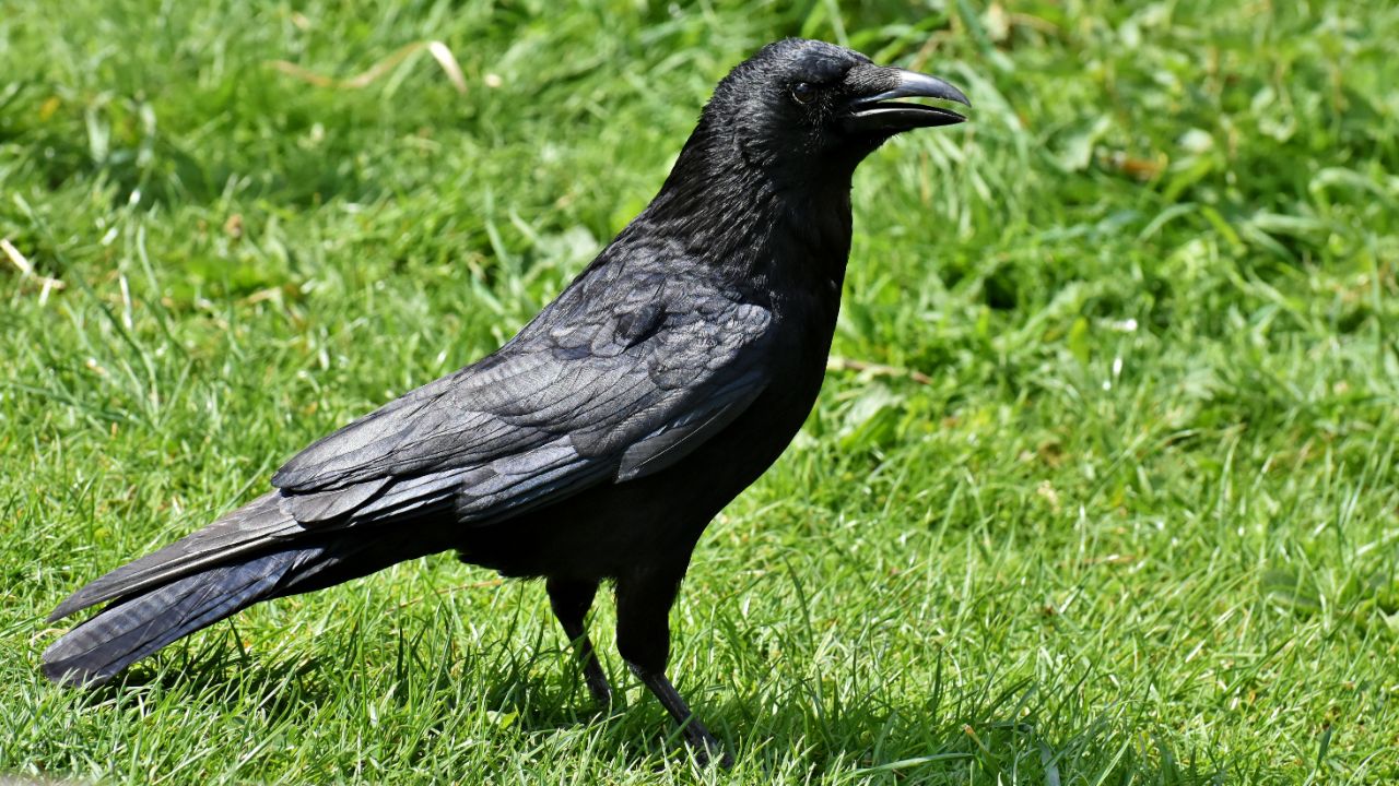 How Long Do Crows Live (Surprising Answer)