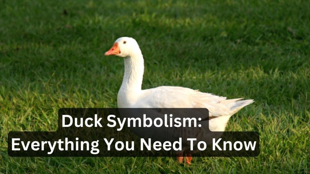 Duck Symbolism: Everything You Need To Know - Birds Advice