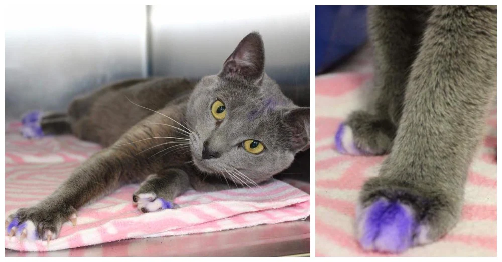If You Find A Cat With Purple Paws, It Needs Your Help: It’s Being Used ...