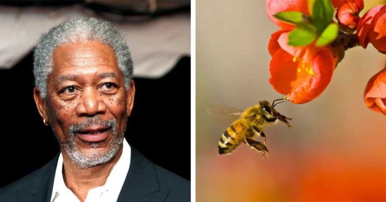 Morgan Freeman Converted His 124-Acre Ranch Into a Honey Bee Sanctuary ...