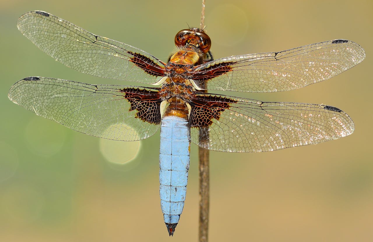 One Dragonfly Can Eat Hundreds Of Mosquitoes A Day: Keep These Plants ...