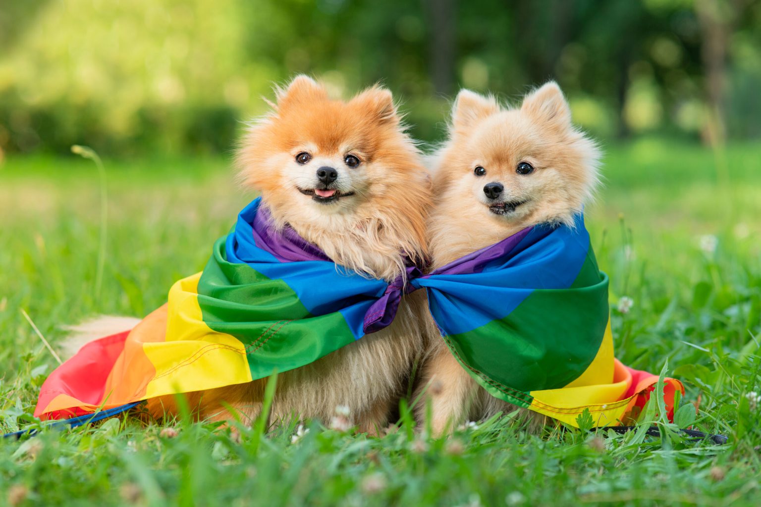 Homosexuality Is Common In Animals So Why Do Scientists Rarely Talk ...