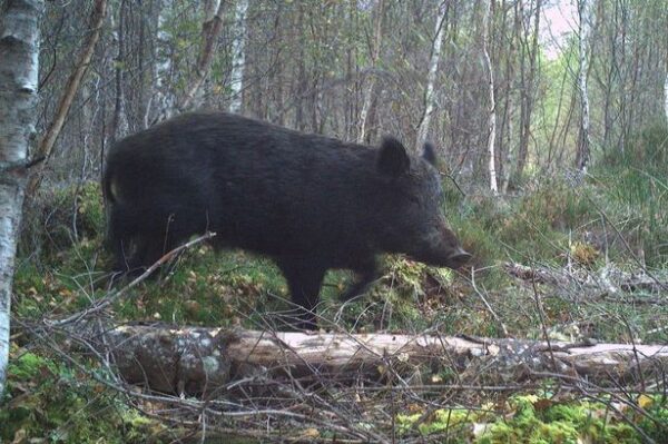 Urgent Health Warning Issued After Pigs With 'Neon Blue' Flesh Are ...