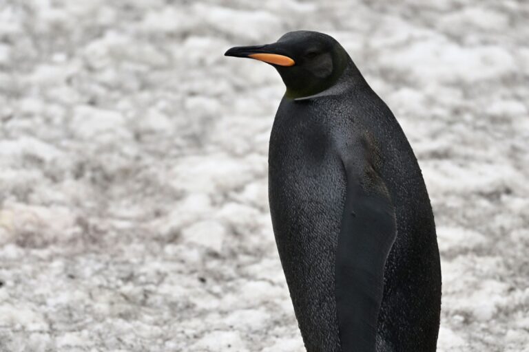 Incredible Footage Shows Ultra Rare All-Black King Penguin on South ...