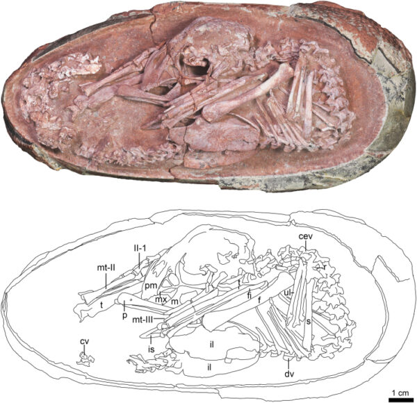 Perfectly Preserved Dinosaur Embryo Found Inside Fossilized Egg