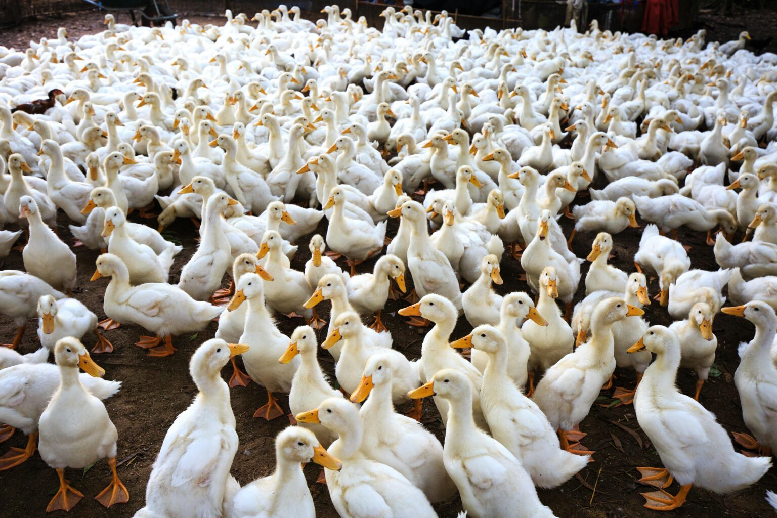 Long Island Farm Forced To Euthanize More Than 100,000 Ducks After Bird ...