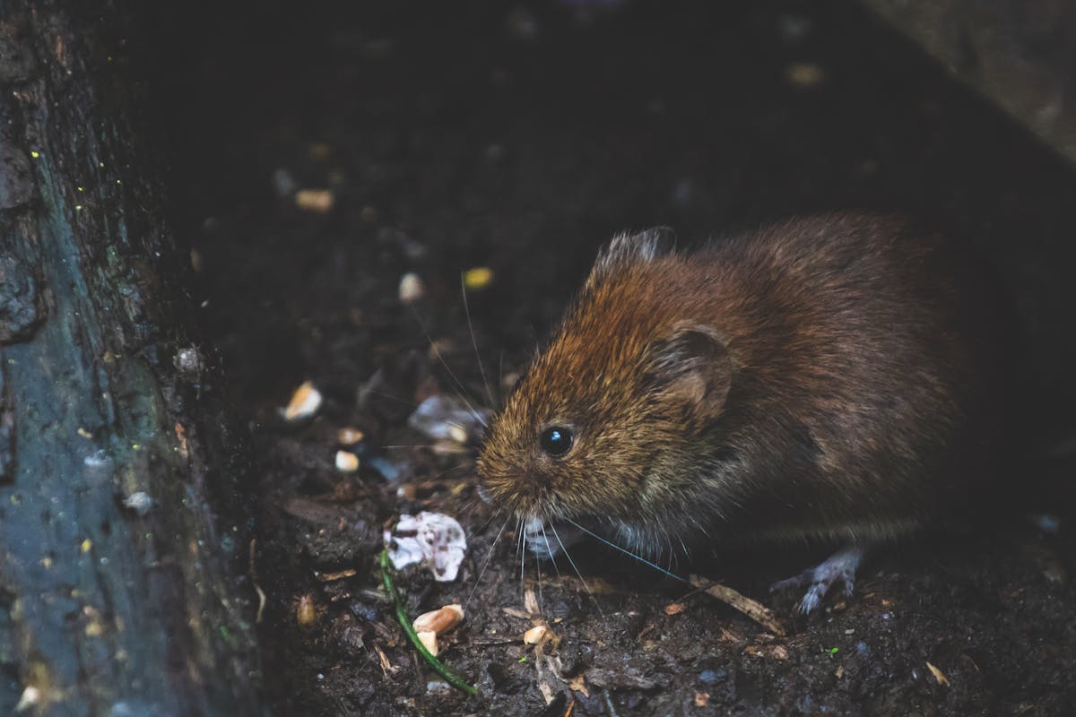 Poisons Used to Kill Rodents Have Safer Alternatives