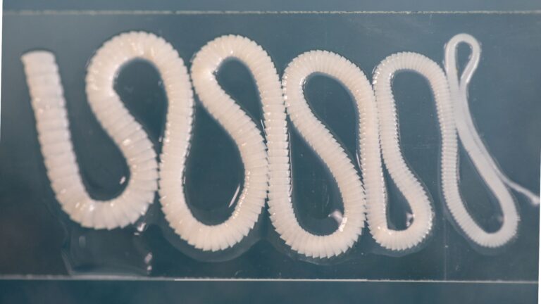 People Horrified After Discovering What a Tapeworm Looks Like Under a ...