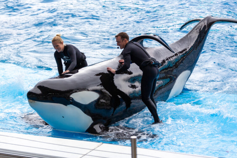 Heartbreaking Footage Shows Two Orcas Left Trapped in Enclosure in ...