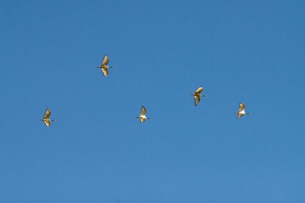 Migratory birds can literally see Earth's magnetic field, thanks to a ...