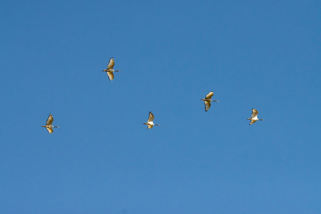 Migratory birds can literally see Earth's magnetic field, thanks to a ...
