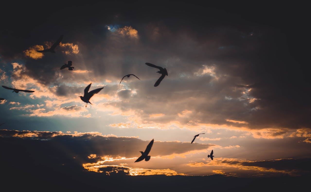 Migratory birds can literally see Earth's magnetic field, thanks to a ...