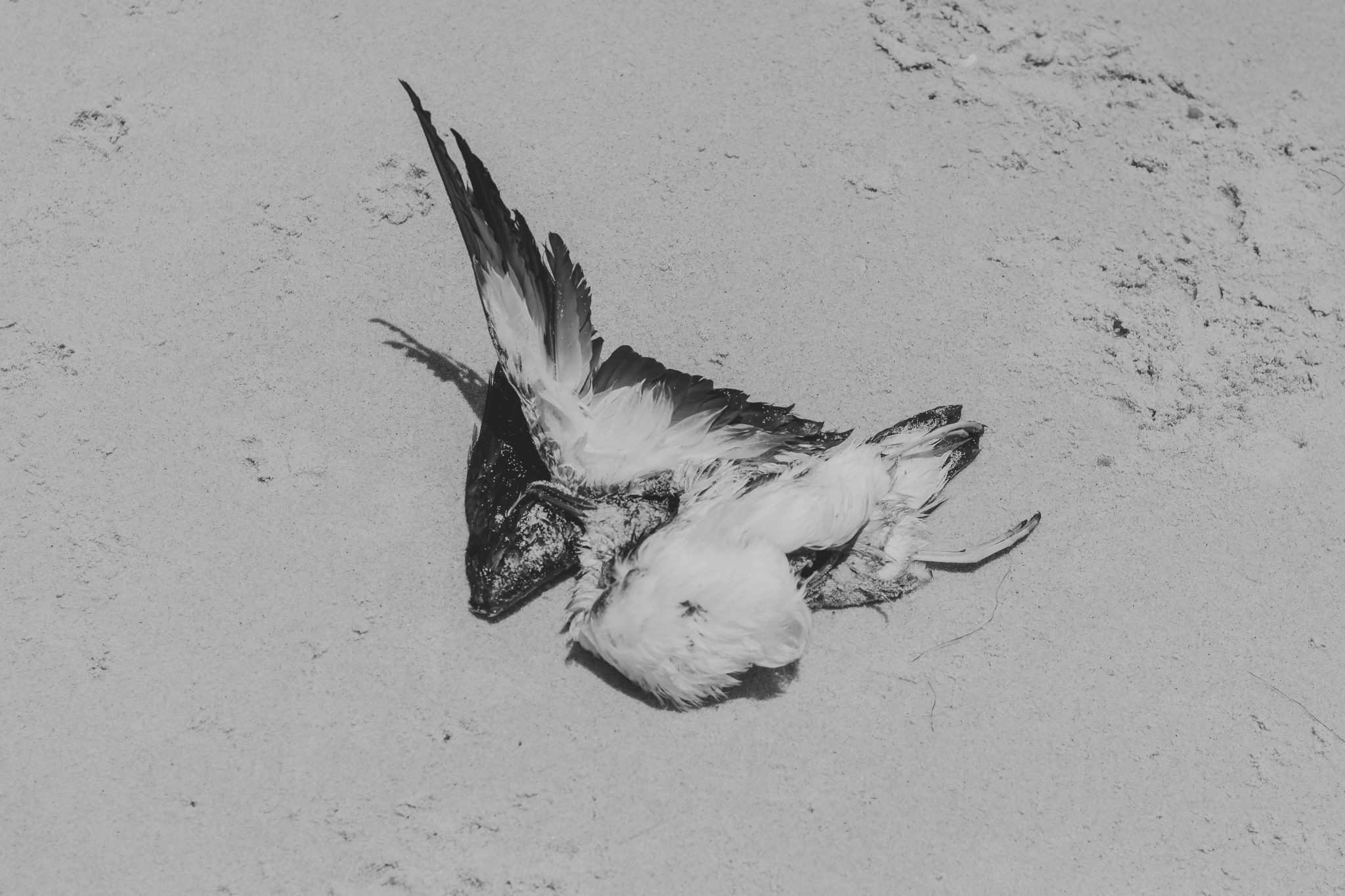 Heartbreaking Images Show Birds So Full of Plastic They 'Crack and Crunch'