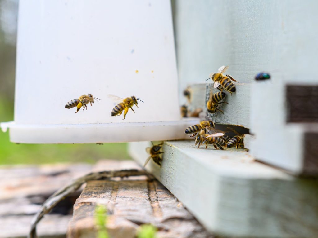 Beekeeper Sets Bees Loose on Police That Pulled Him Over for Traffic Stop