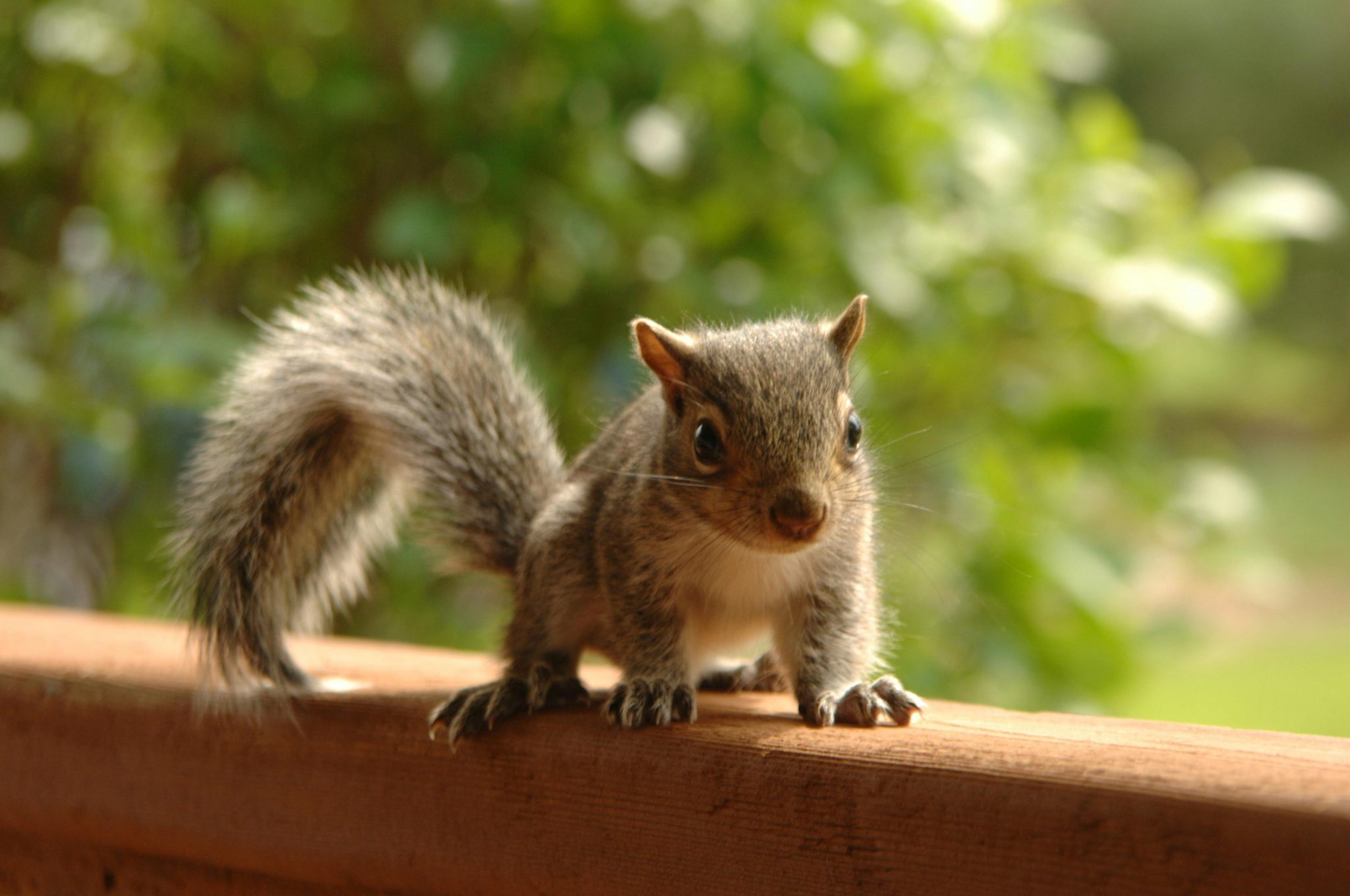 Experts Issue Warning as Infected 'Zombie' Squirrels Covered in Warts ...
