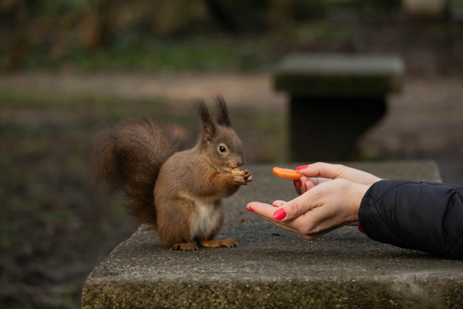Experts Issue Warning as Infected 'Zombie' Squirrels Covered in Warts ...