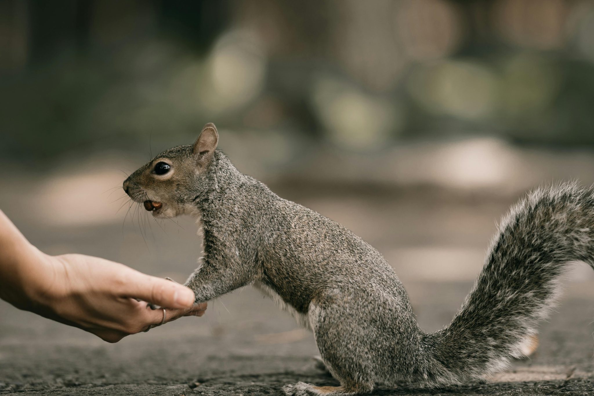 Experts Issue Warning as Infected 'Zombie' Squirrels Covered in Warts ...