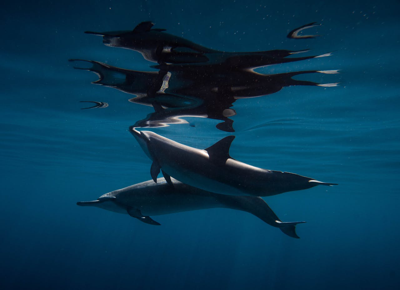 Dolphins Recognize Friends By Tasting Their Piss, Scientists Find In ...