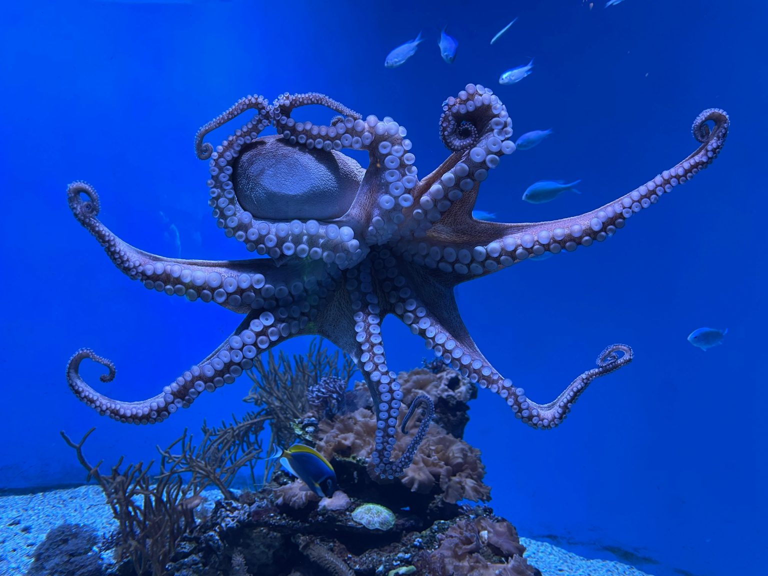 Ghost the Giant Pacific Octopus Captures Hearts in Her Final Moments ...