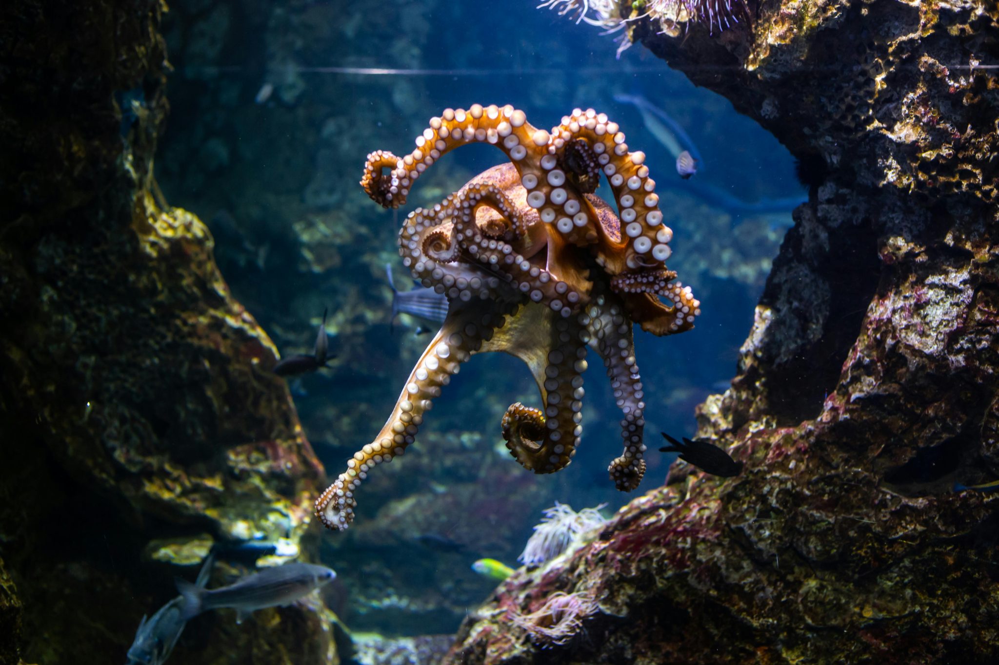 Ghost the Giant Pacific Octopus Captures Hearts in Her Final Moments ...