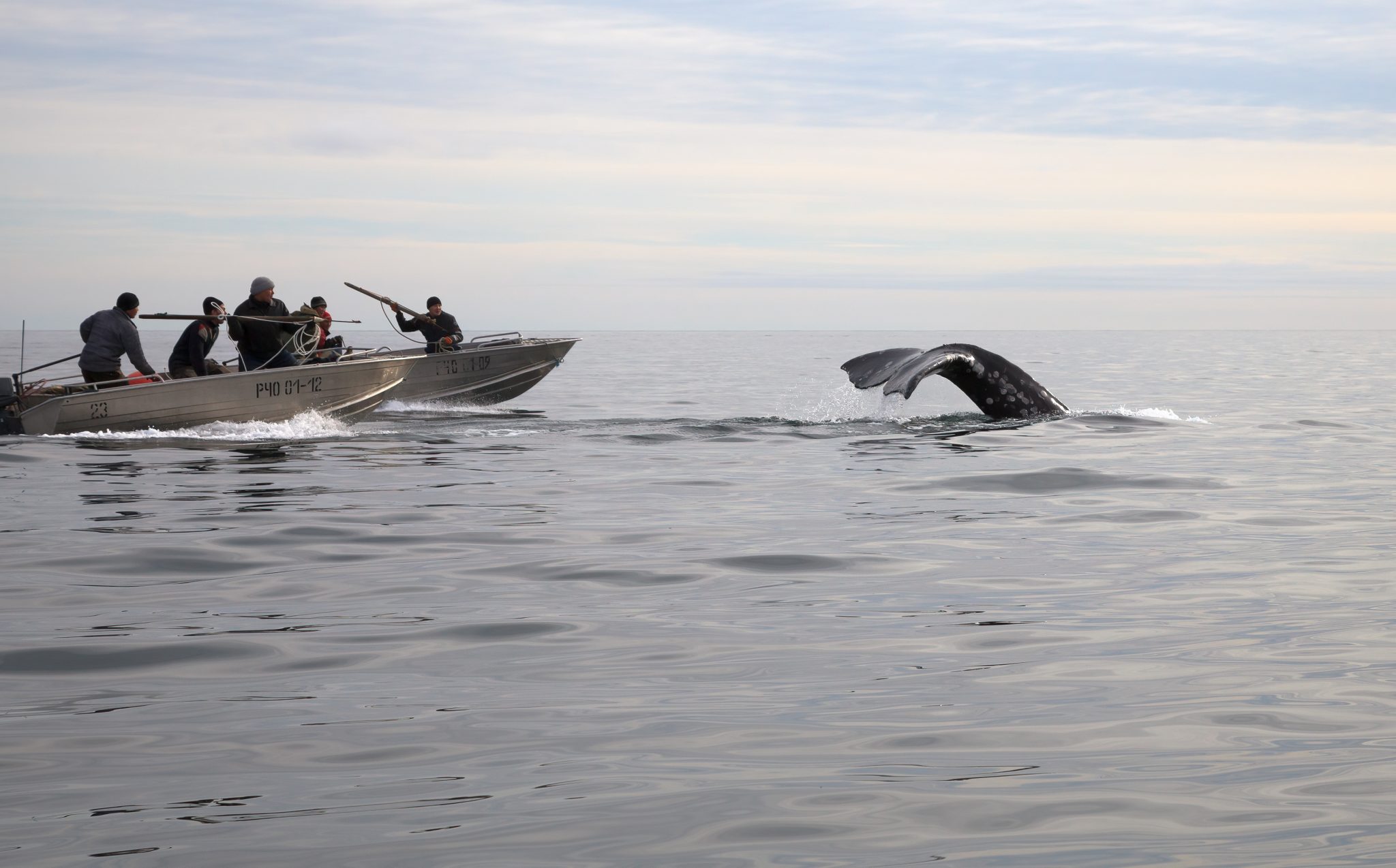 Whale Found With a Harpoon Lodged in Its Body for Over 100 Years