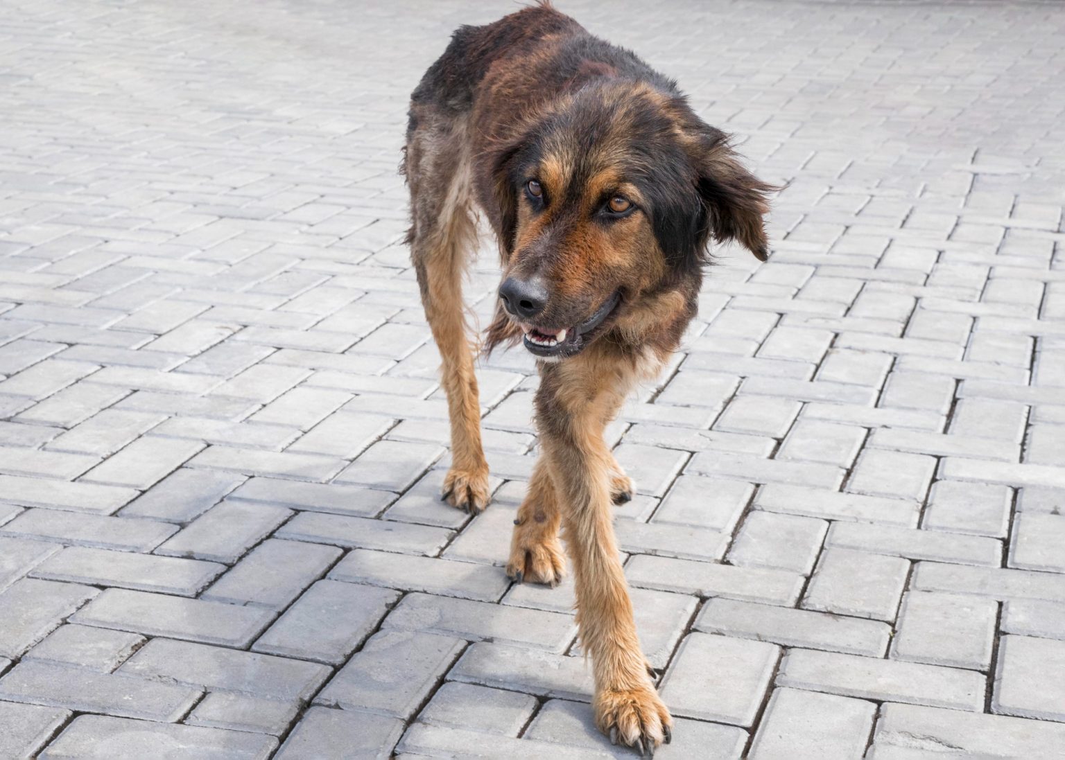How the Netherlands Became the First Country to End Stray Dog Homelessness