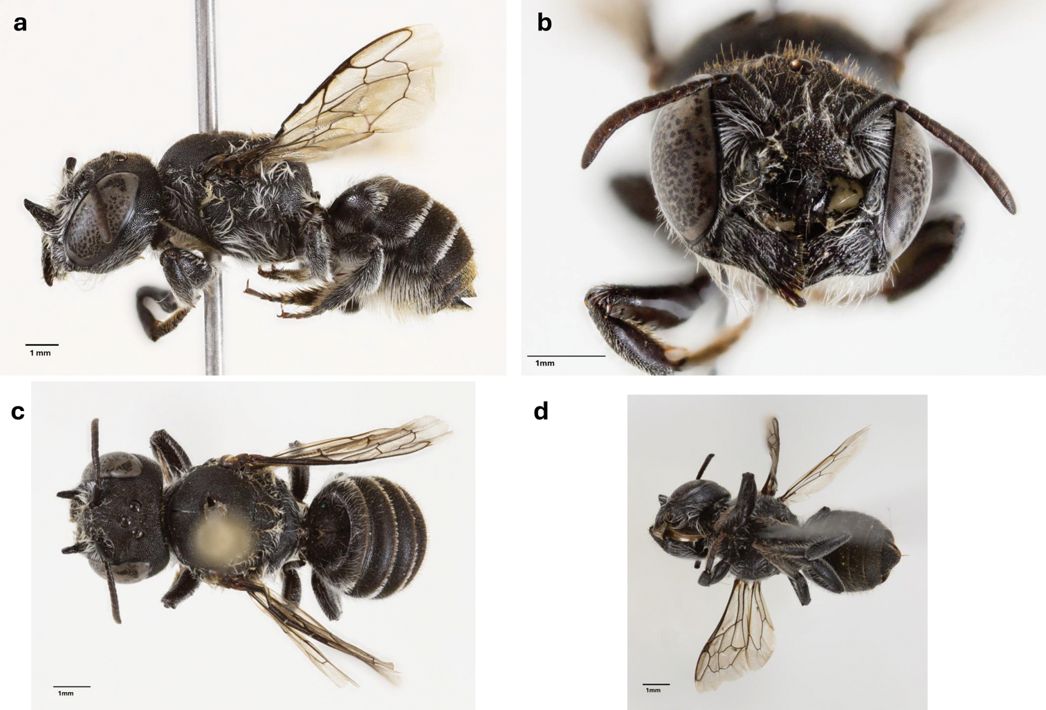 Scientists in Australia Have Discovered a New Species With Devil-Like ...