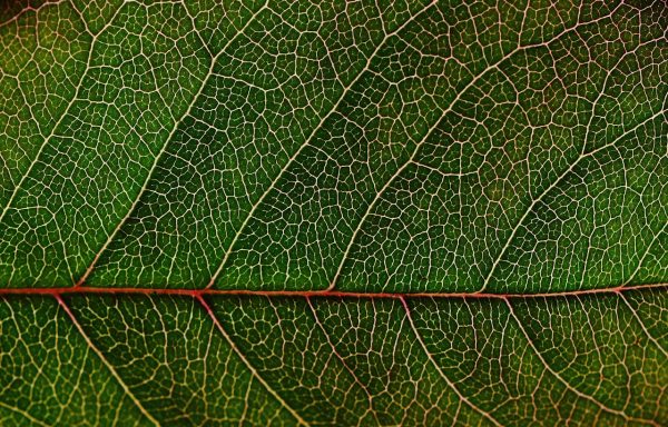 Under a Microscope, Grass Seems to Smile When It Rains