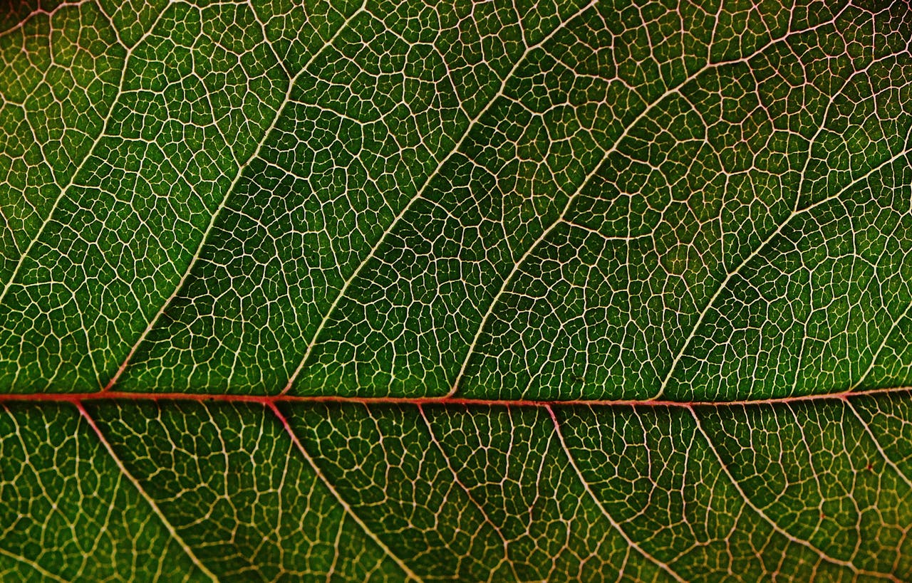 Under a Microscope, Grass Seems to Smile When It Rains