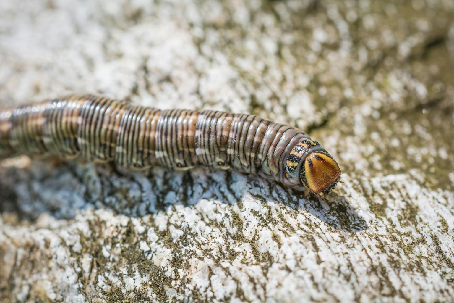 Toxic Hammerhead Worm Invades Texas Triggering Warnings Across the ...